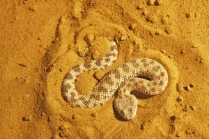 Sand Viper (Viper, Snakes, Reptiles, Animals) Collection