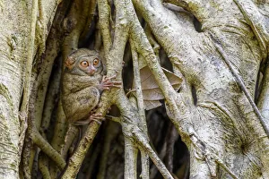 Spectral Tarsier Art Prints, Posters & Puzzles