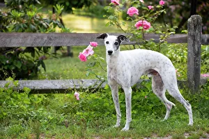 Whippet (Hound, Dogs Domestic, Mammals, Animals) Collection