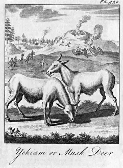 Black Musk Deer (Moschidae, Mammals, Animals) Collection