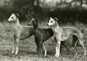 Whippet (Hound, Dogs Domestic, Mammals, Animals) Collection