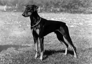 Dobermann (Working, Dogs Domestic, Mammals)