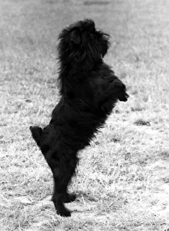 Griffon Bruxellois (Toy, Dogs Domestic, Mammals)