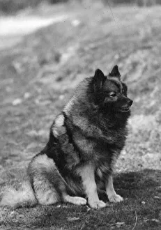 Keeshond Art Prints, Posters & Puzzles