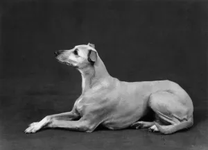 Whippet (Hound, Dogs Domestic, Mammals, Animals) Collection