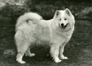 Samoyed (Pastoral, Dogs Domestic)