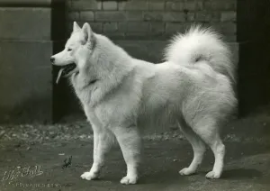 Samoyed (Pastoral, Dogs Domestic)
