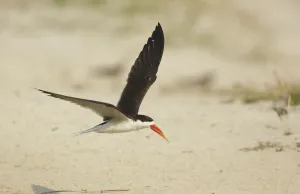 African Skimmer (Charadriiformes, Birds, Animals) Collection