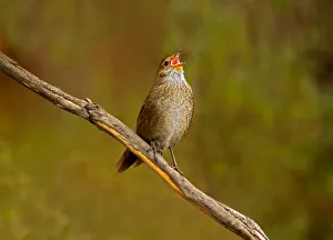 Eastern Bristlebird (Bristlebirds, Passerines, Birds)