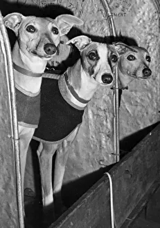 Whippet (Hound, Dogs Domestic, Mammals, Animals) Collection