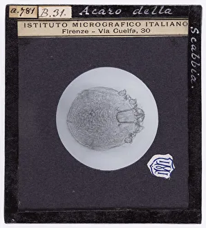 Itch Mite (Mites, Insects, Animals) Collection