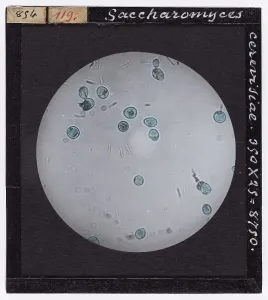 Media Storehouse: Microbiology Slides