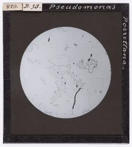 Microbiology Slides Art Prints, Posters & Puzzles