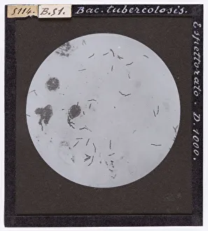 Microbiology Slides Collection of Photo Prints and Gifts