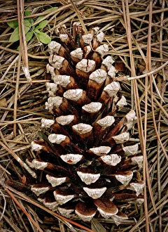Pine Needle Scale (Hemiptera, Insects, Animals) Collection