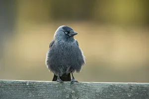 Jackdaw Collection of Photo Prints and Gifts