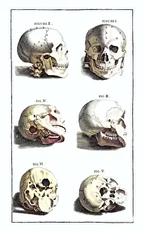 Skull Shape Art Prints, Posters & Photo Prints