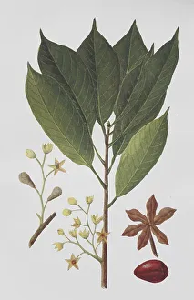 Cola Acuminata Prints