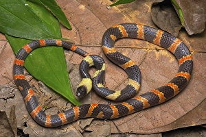 Forest Flame Snake Art Prints, Posters & Puzzles