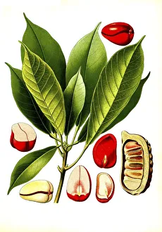 Cola Acuminata Prints