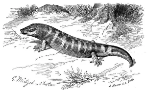 Skinks Art Prints Collection
