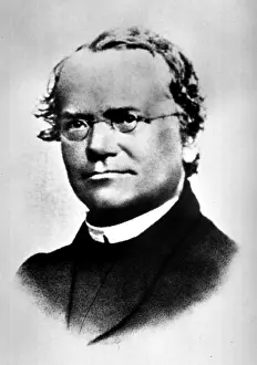 Gregor Mendel Art Prints, Posters & Puzzles