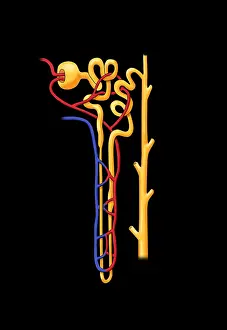 Nephrons Art Prints, Posters & Puzzles